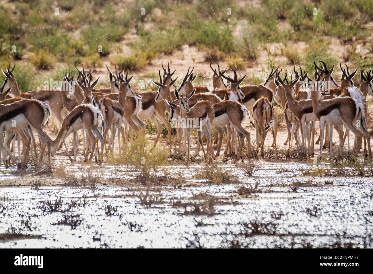 Springbok in the rain hi-res stock photography and images - Alamy