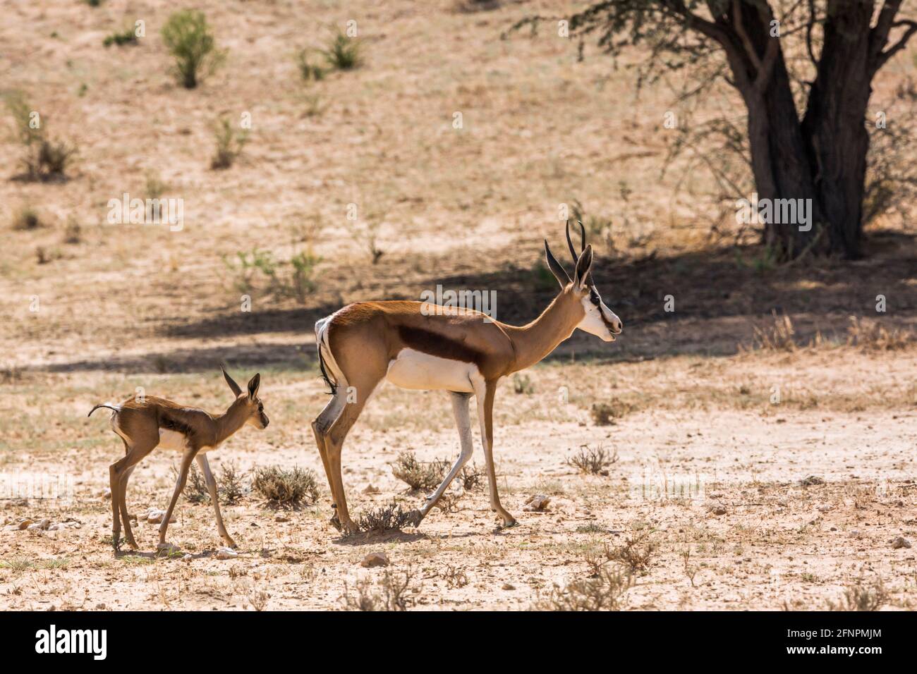 Springbok female with cub in Kgalagari transfrontier park, South Africa ...