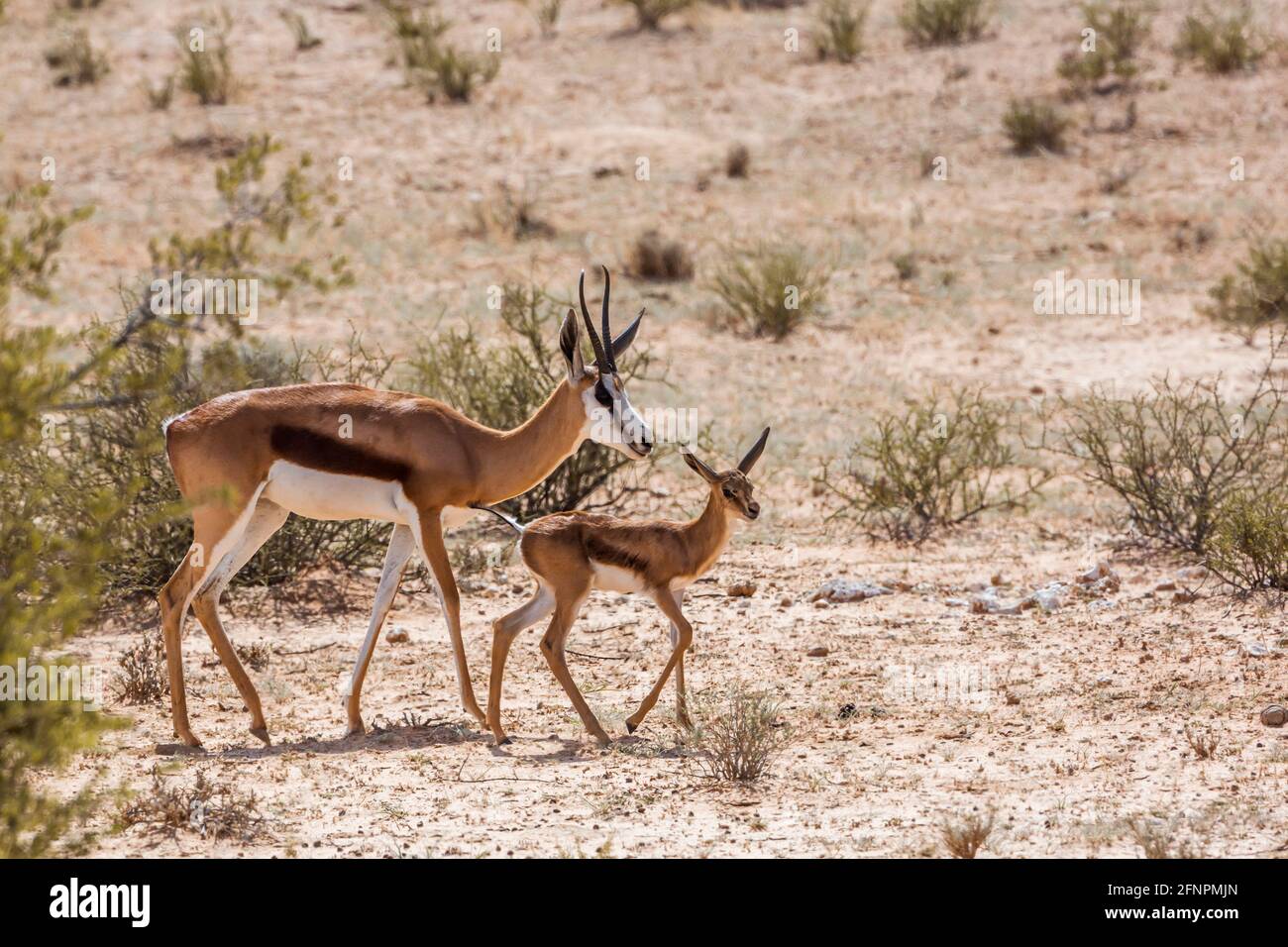 Springbok female with cub in Kgalagari transfrontier park, South Africa ...