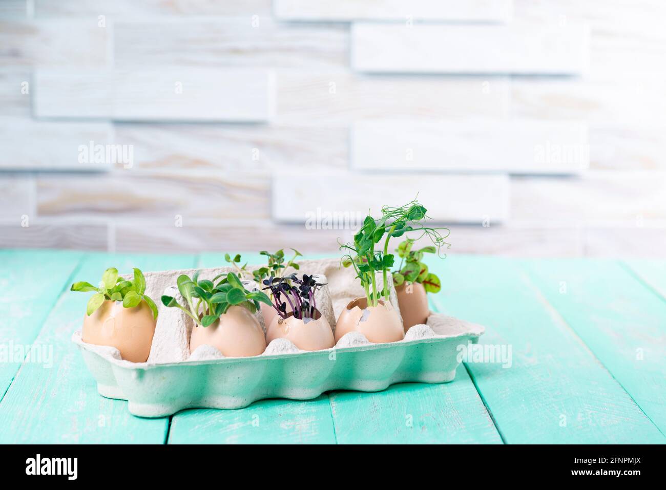 Easter decor of eggshell and microgreens on a green vintage kitchen ...