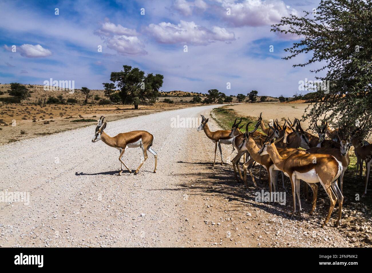 Springbok group standing in tree shadow on safari road in Kgalagari ...