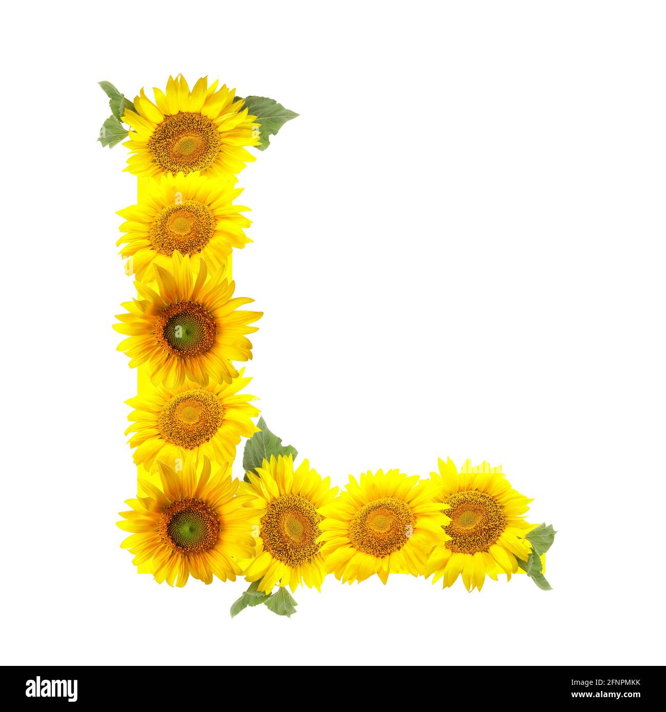 Letter L made of beautiful sunflowers on white background Stock Photo ...