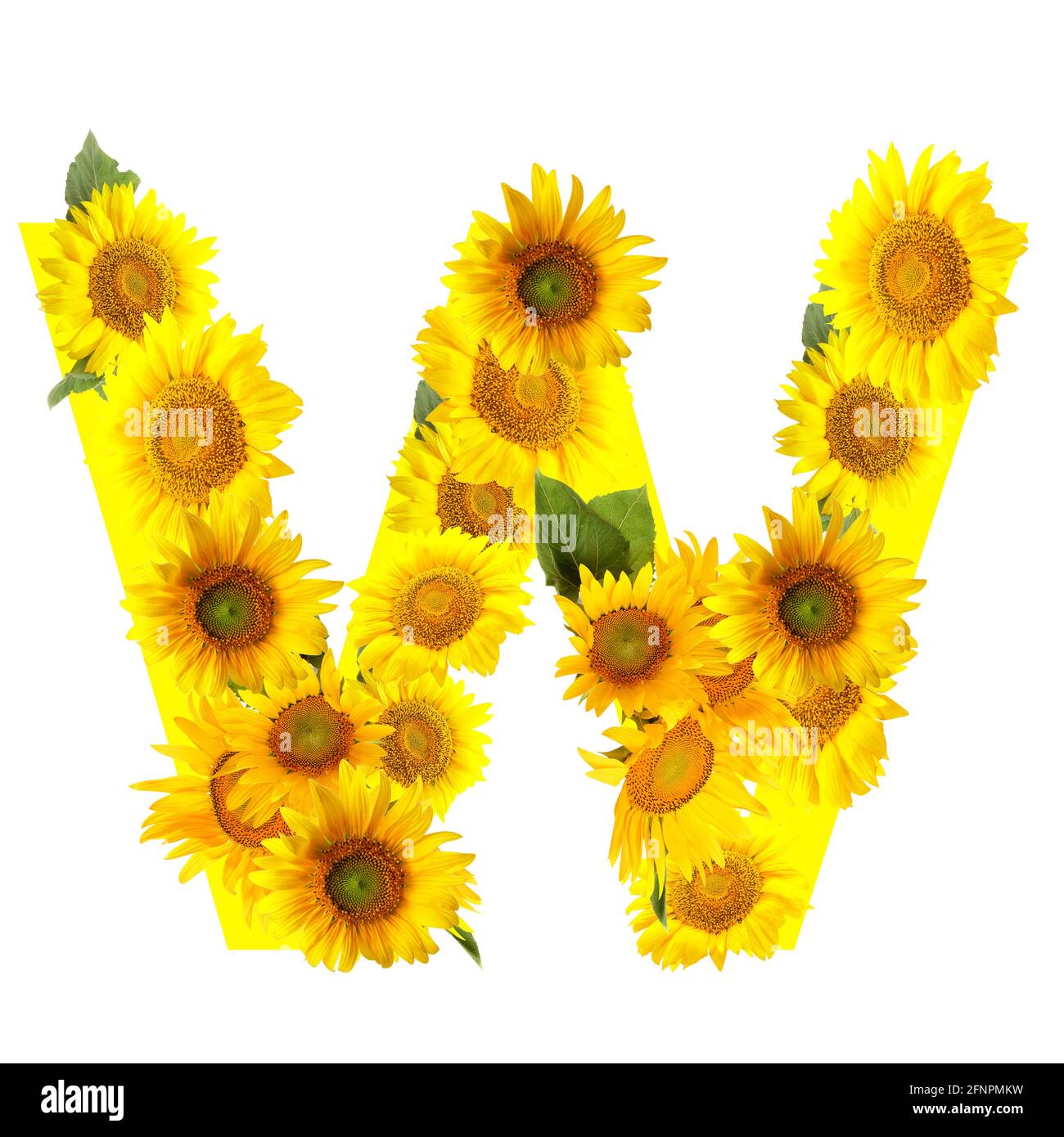 Letter W made of beautiful sunflowers on white background Stock Photo ...