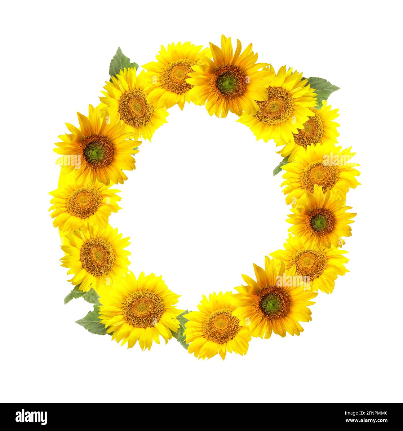 Letter O made of beautiful sunflowers on white background Stock Photo ...