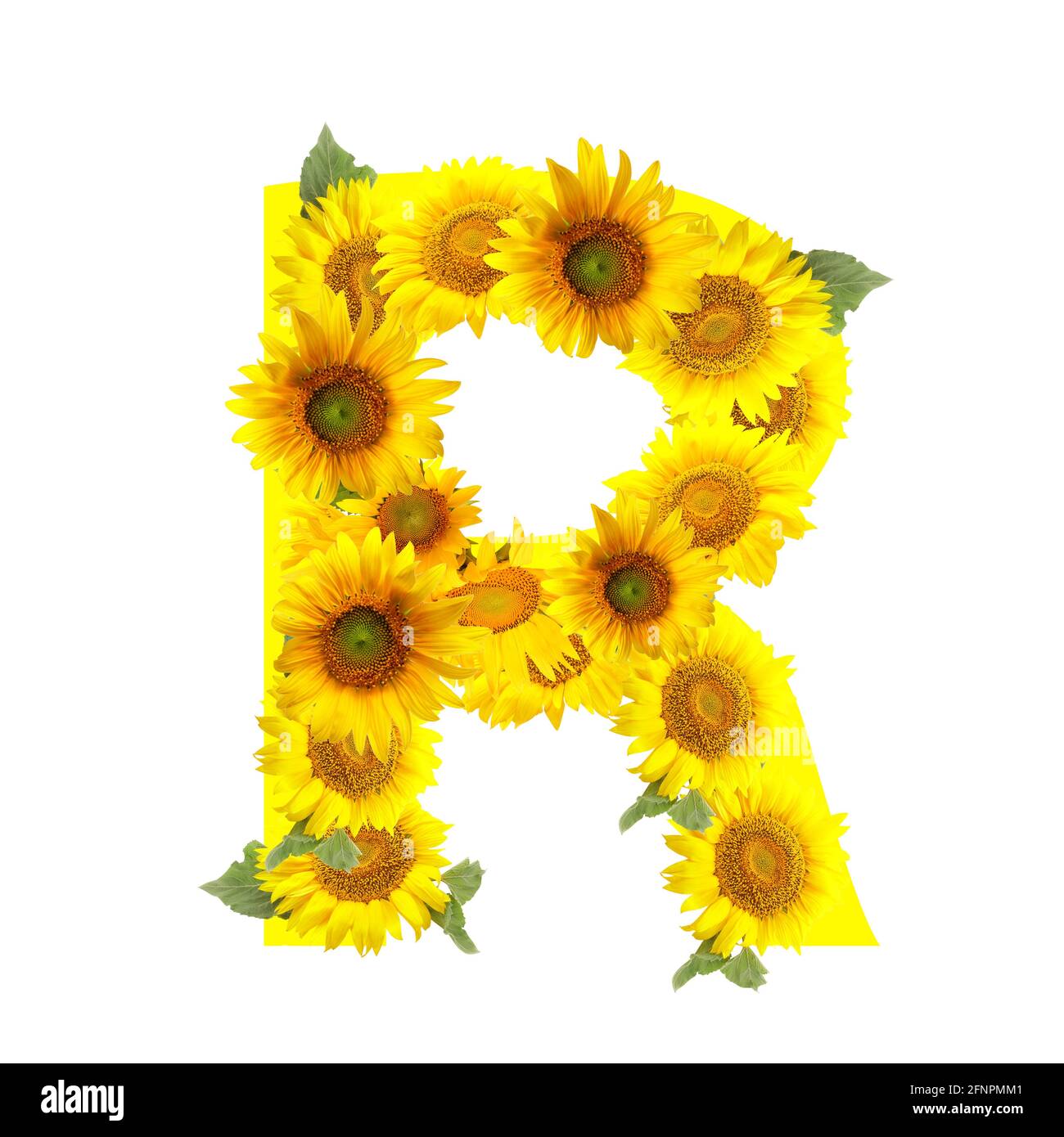 Letter R made of beautiful sunflowers on white background Stock Photo ...