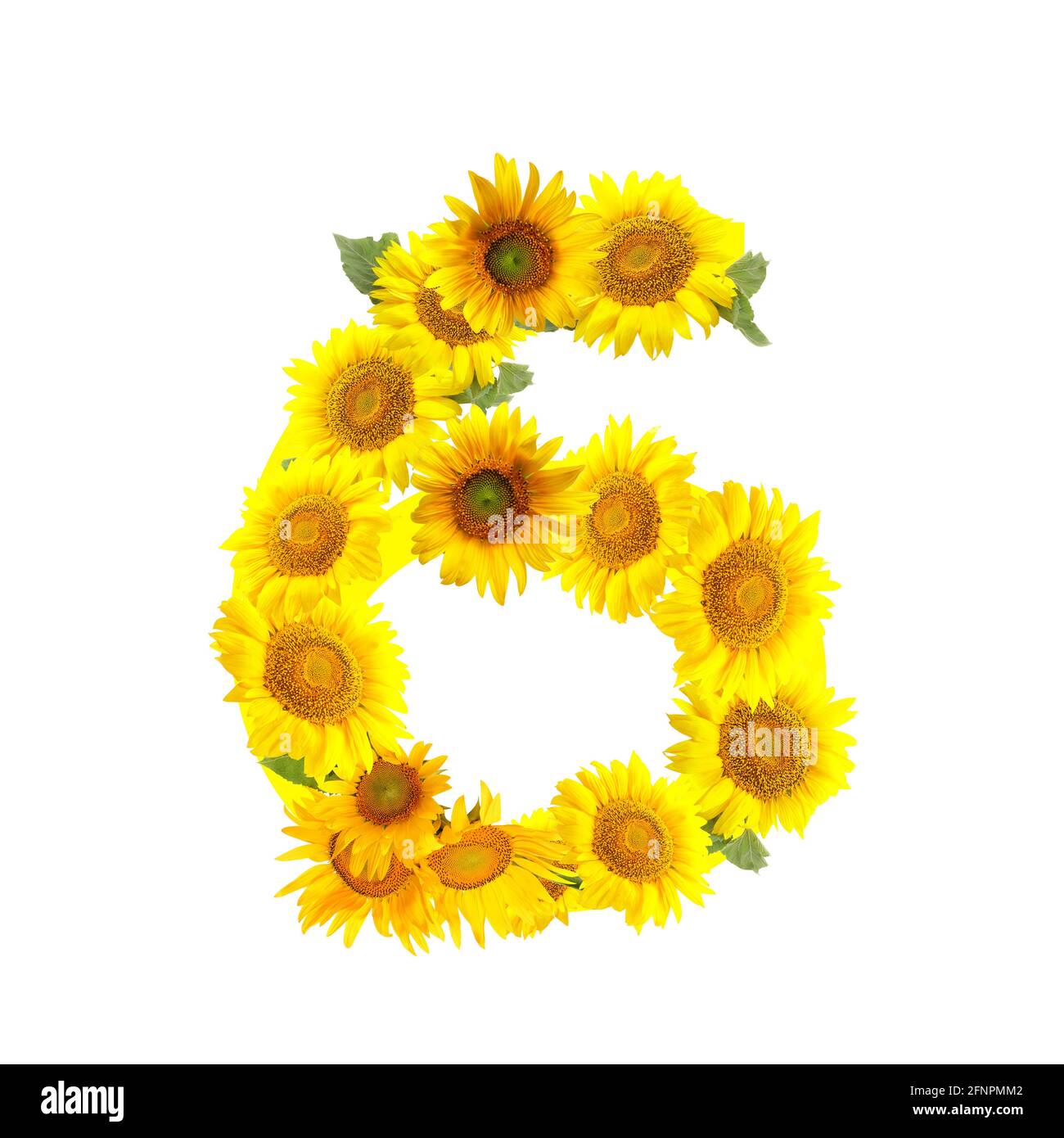 Figure 6 made of beautiful sunflowers on white background Stock Photo ...