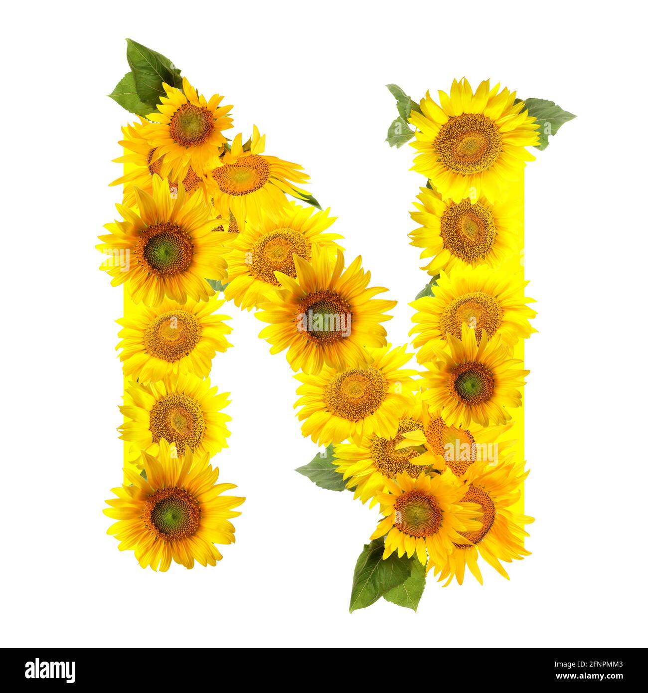 Letter N made of beautiful sunflowers on white background Stock Photo ...