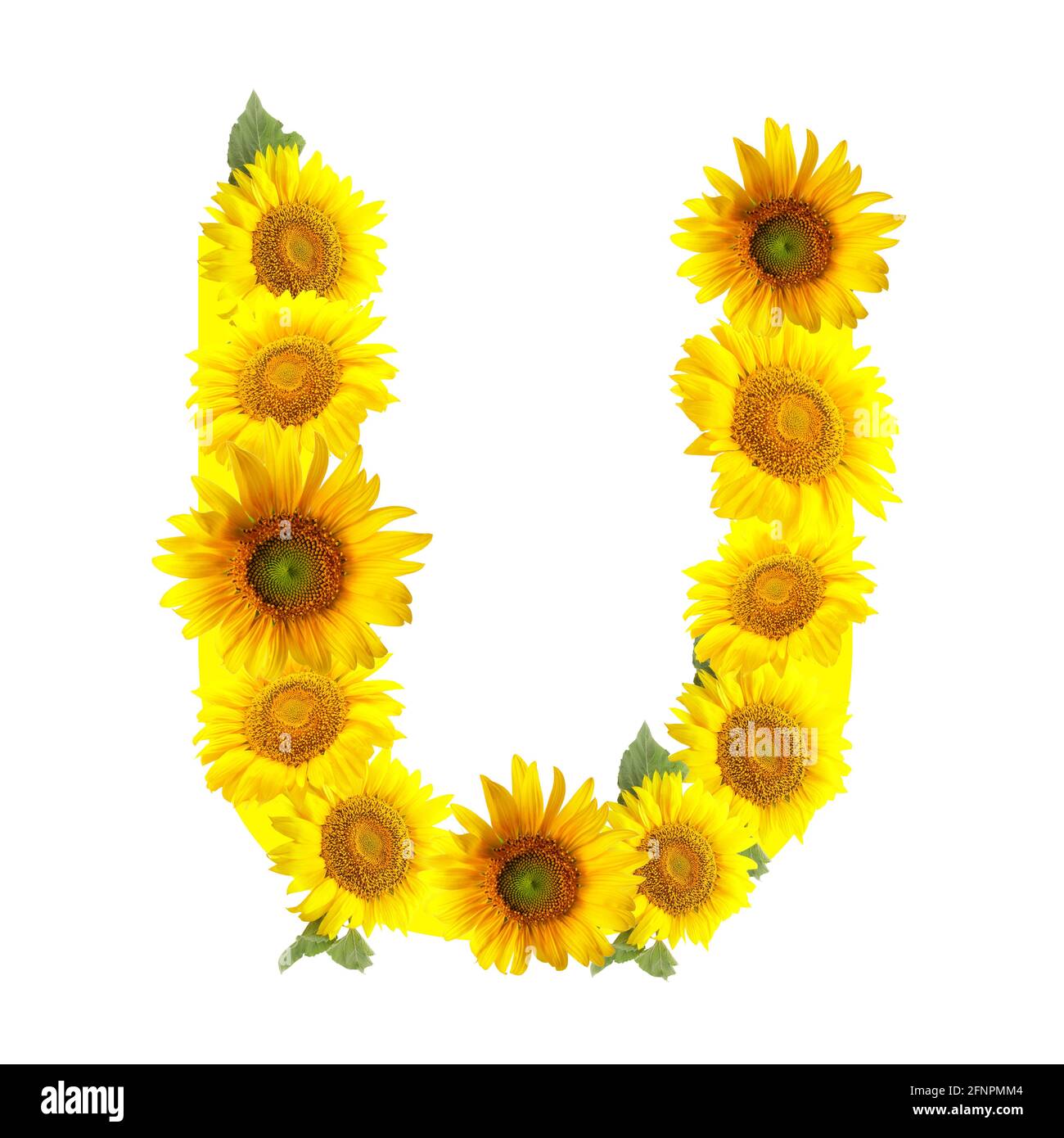 Letter U made of beautiful sunflowers on white background Stock Photo ...
