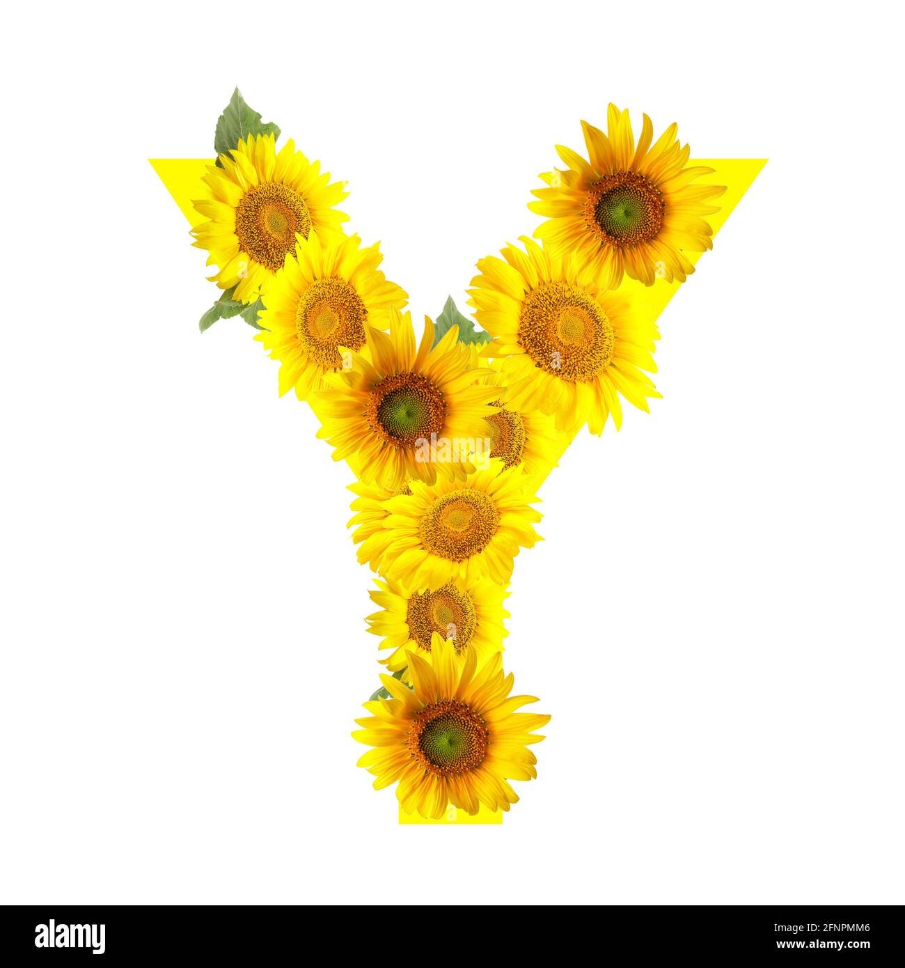 Letter Y made of beautiful sunflowers on white background Stock Photo ...