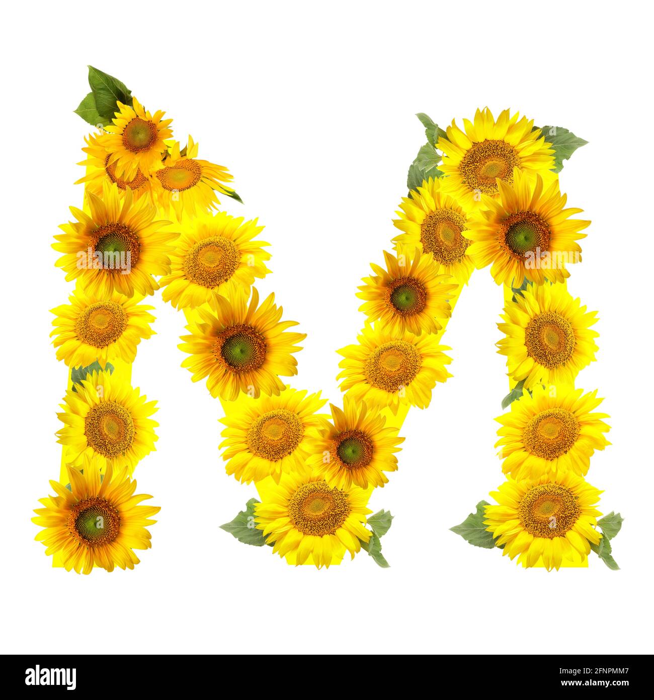 Letter M made of beautiful sunflowers on white background Stock Photo ...