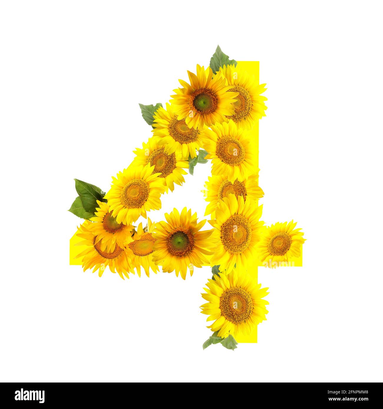 Figure 4 made of beautiful sunflowers on white background Stock Photo ...
