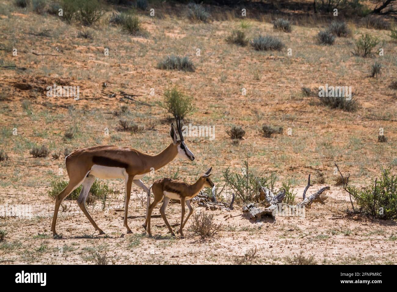 Springbok female with cub in Kgalagari transfrontier park, South Africa ...
