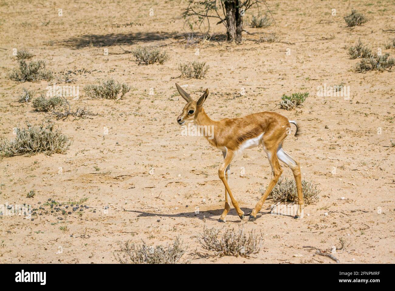 Springbok calf waking in dry land in Kgalagari transfrontier park ...