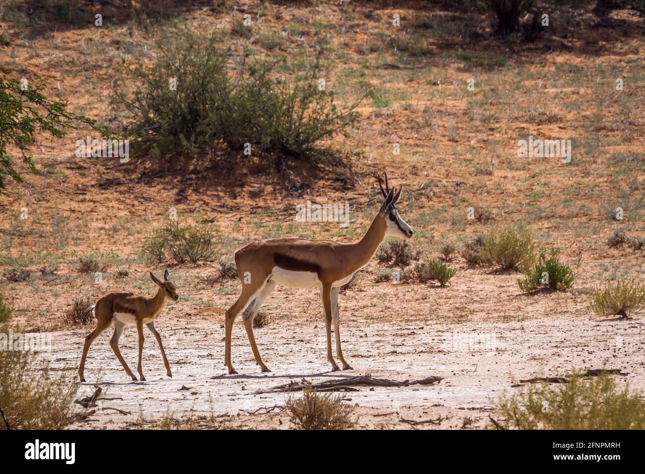 Springbok female with cub in Kgalagari transfrontier park, South Africa ...