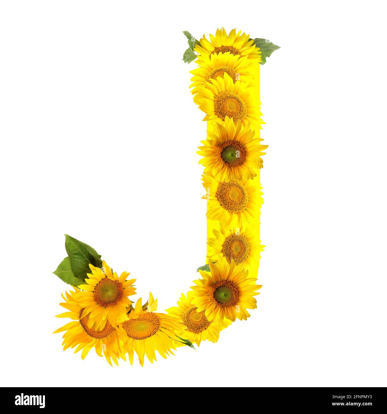 Letter J made of beautiful sunflowers on white background Stock Photo ...