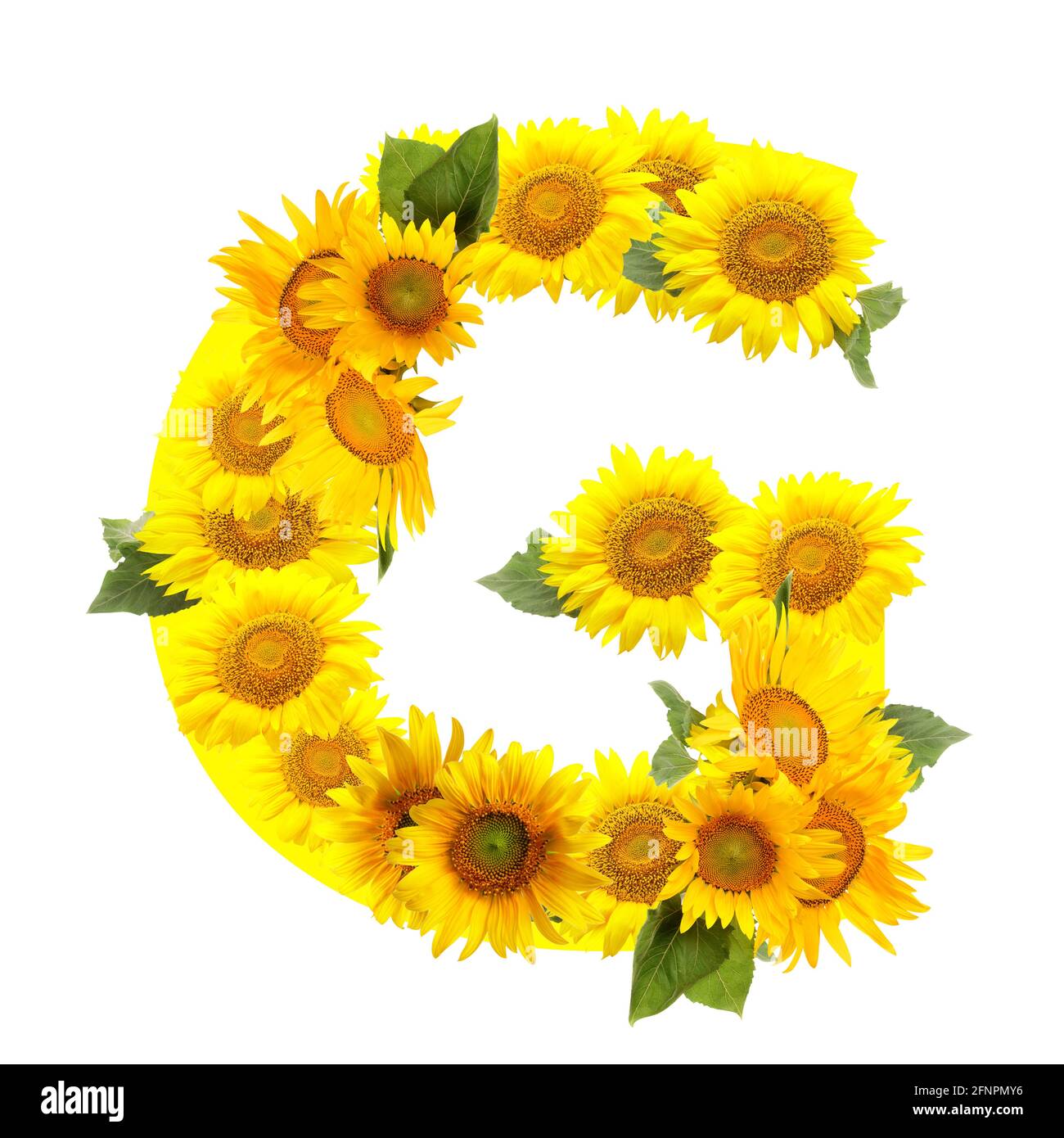 Letter G made of beautiful sunflowers on white background Stock Photo ...