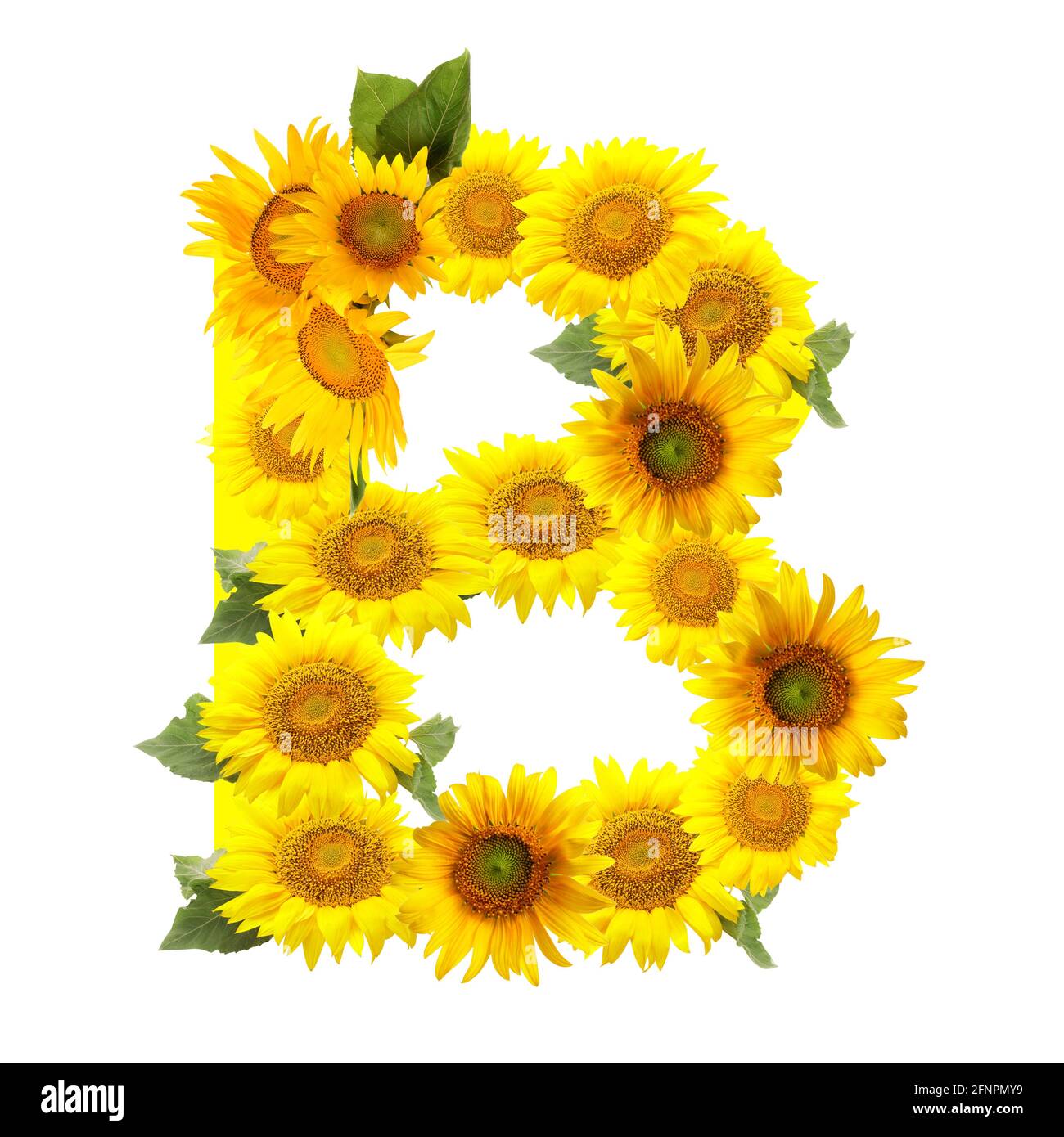 Letter B made of beautiful sunflowers on white background Stock Photo ...