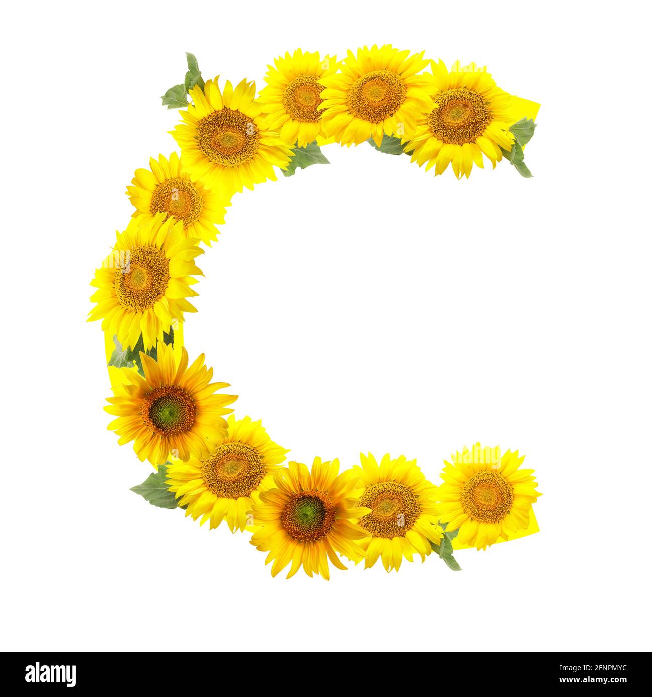 Letter C made of beautiful sunflowers on white background Stock Photo ...