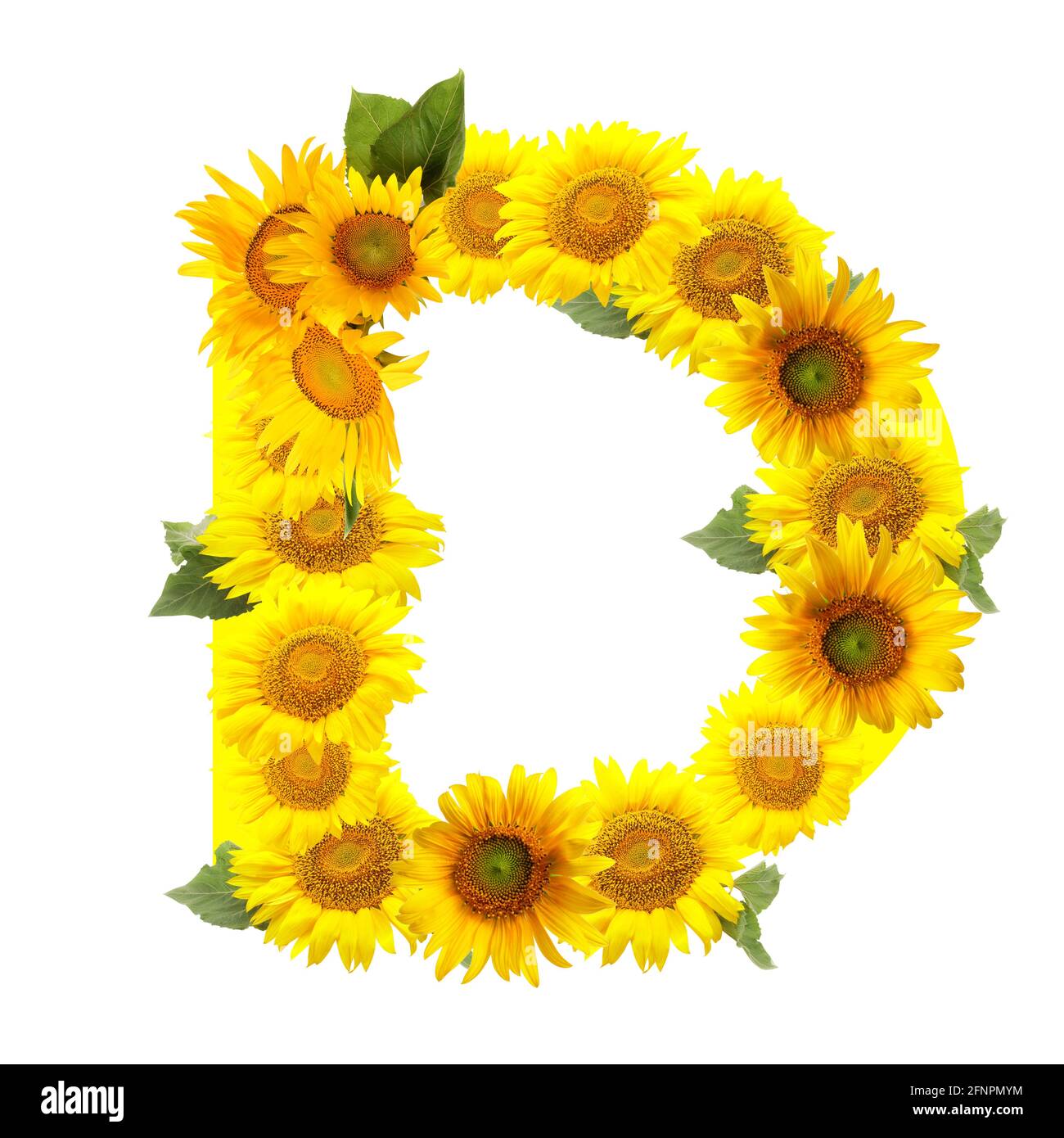 Letter D made of beautiful sunflowers on white background Stock Photo ...