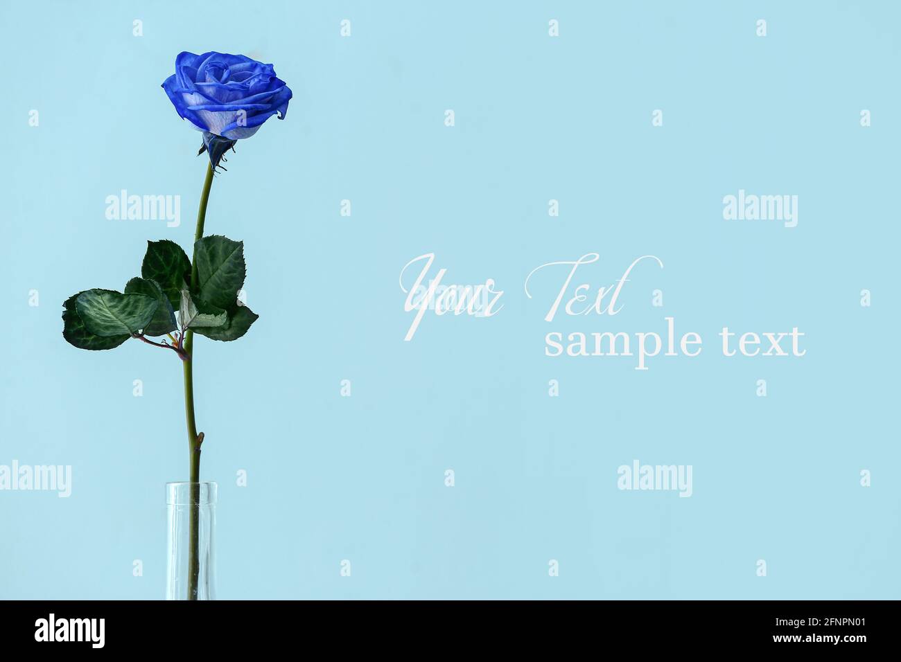 Beautiful blue rose on color background with space for text Stock Photo ...