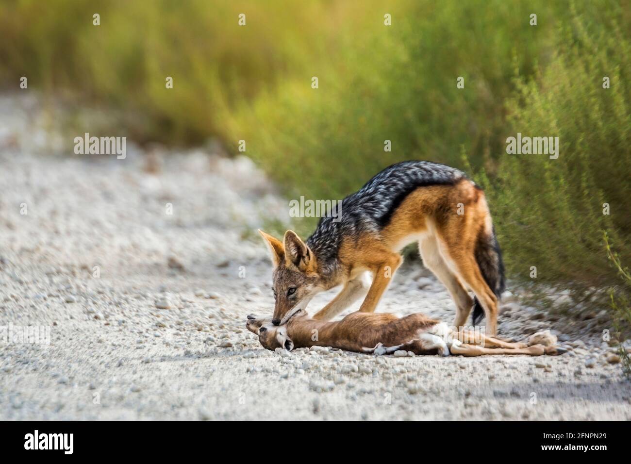 Black backed jackal killing young antelope in Kgalagadi transfrontier ...