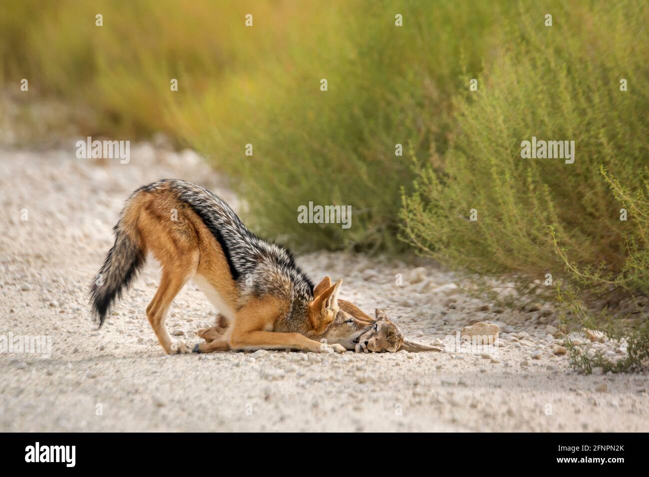 Black backed jackal killing a baby springbok in Kgalagadi transfrontier ...