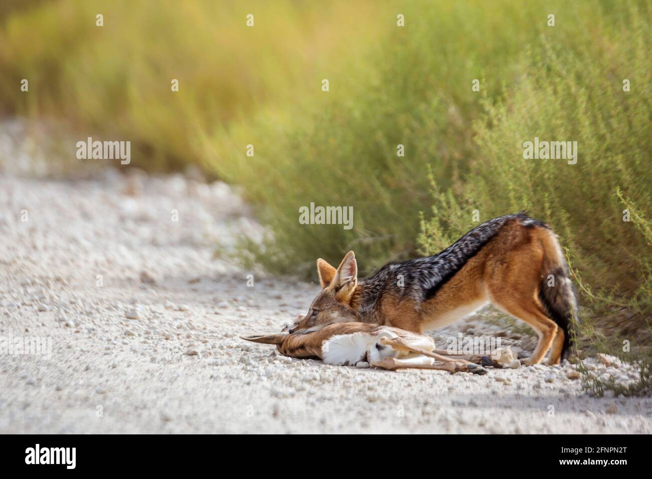 Black backed jackal killing a baby springbok in Kgalagadi transfrontier ...