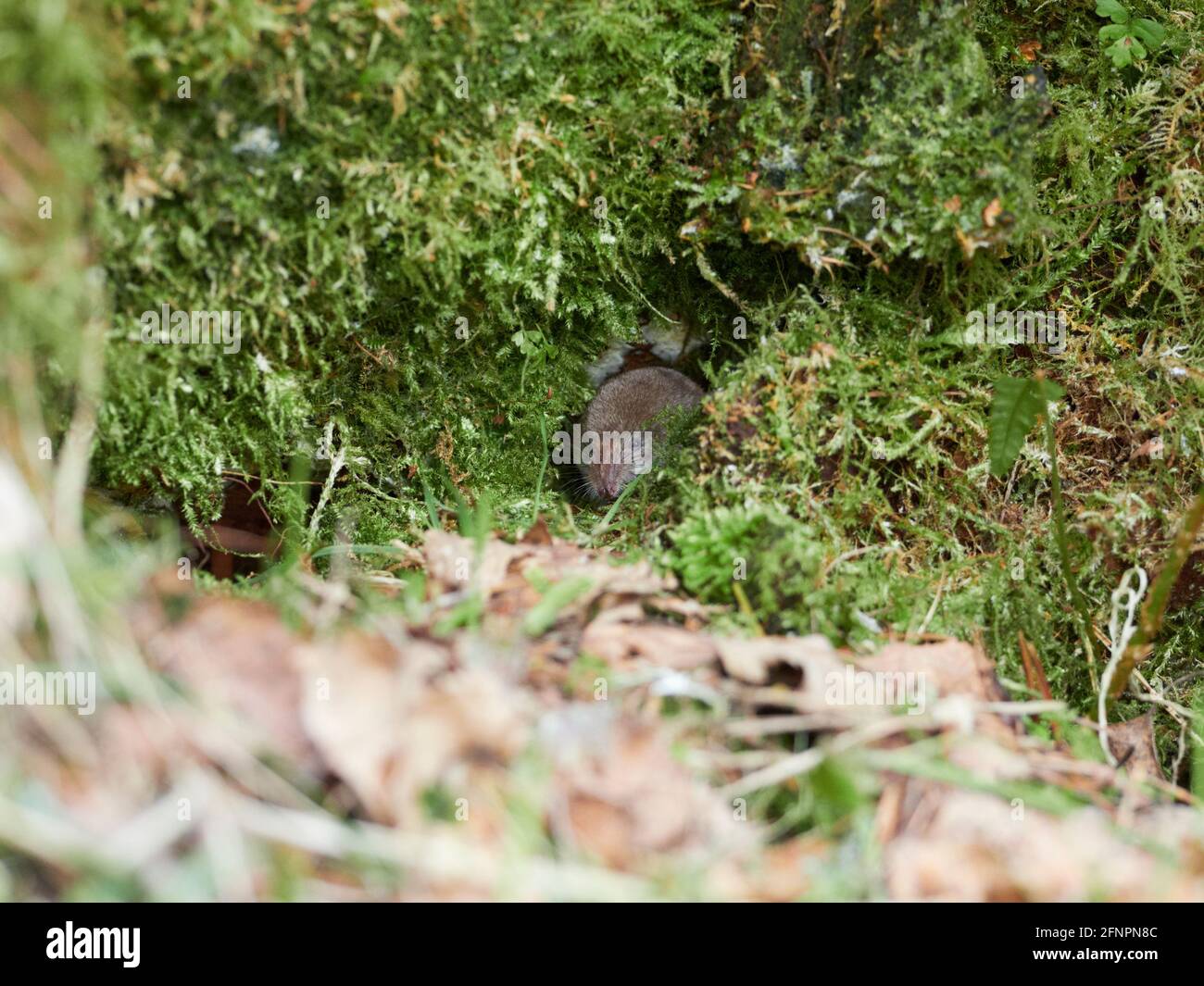Common/Eurasian shrew (Sorex araneus) in the forest, Inverness-shire ...