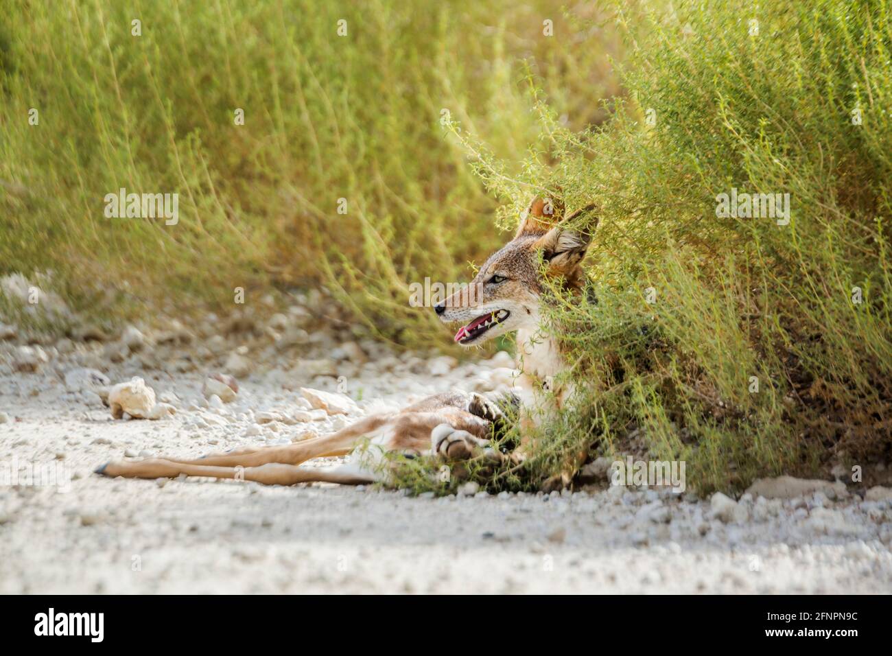 Black backed jackal protecting his prey in Kgalagadi transfrontier park ...