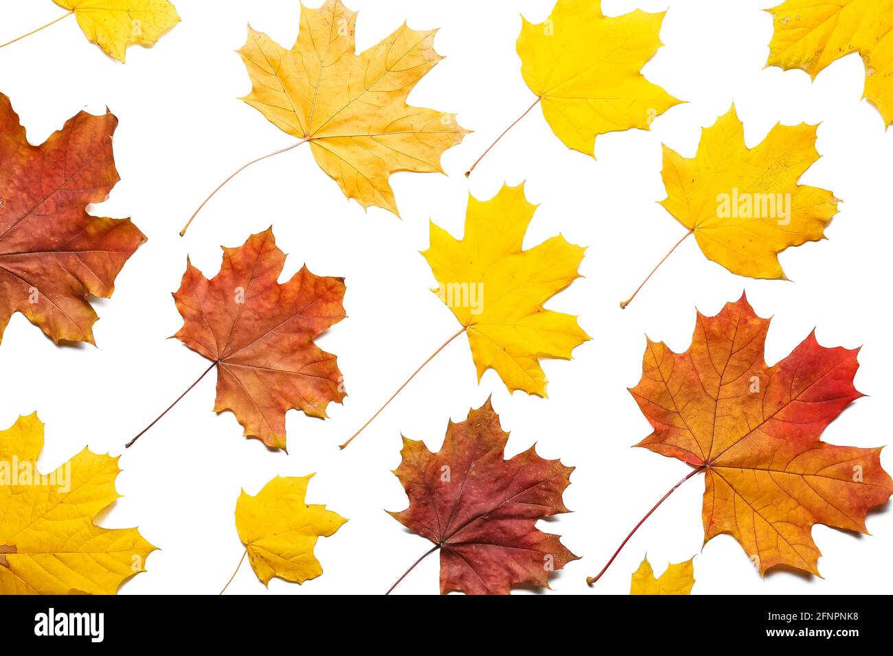 Maple leaves on white background Stock Photo - Alamy