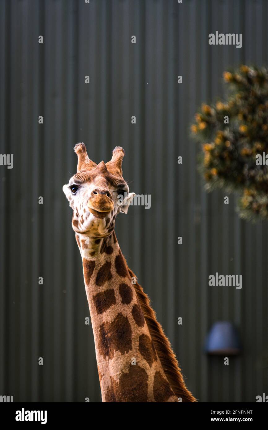 Nubian giraffe edinburgh hi-res stock photography and images - Alamy