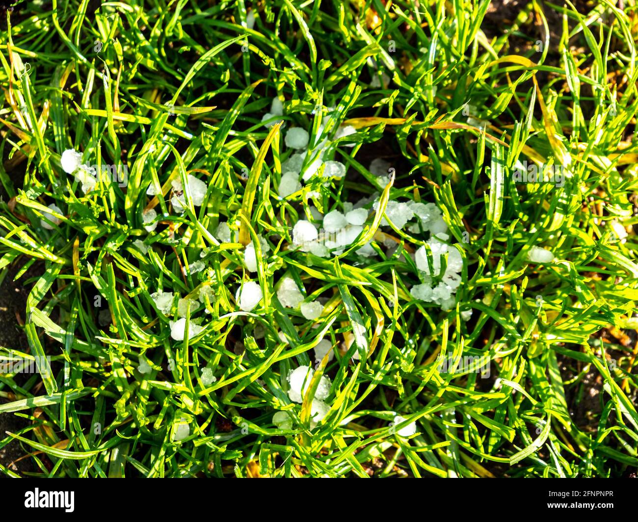 Hailstones grass hi-res stock photography and images - Alamy