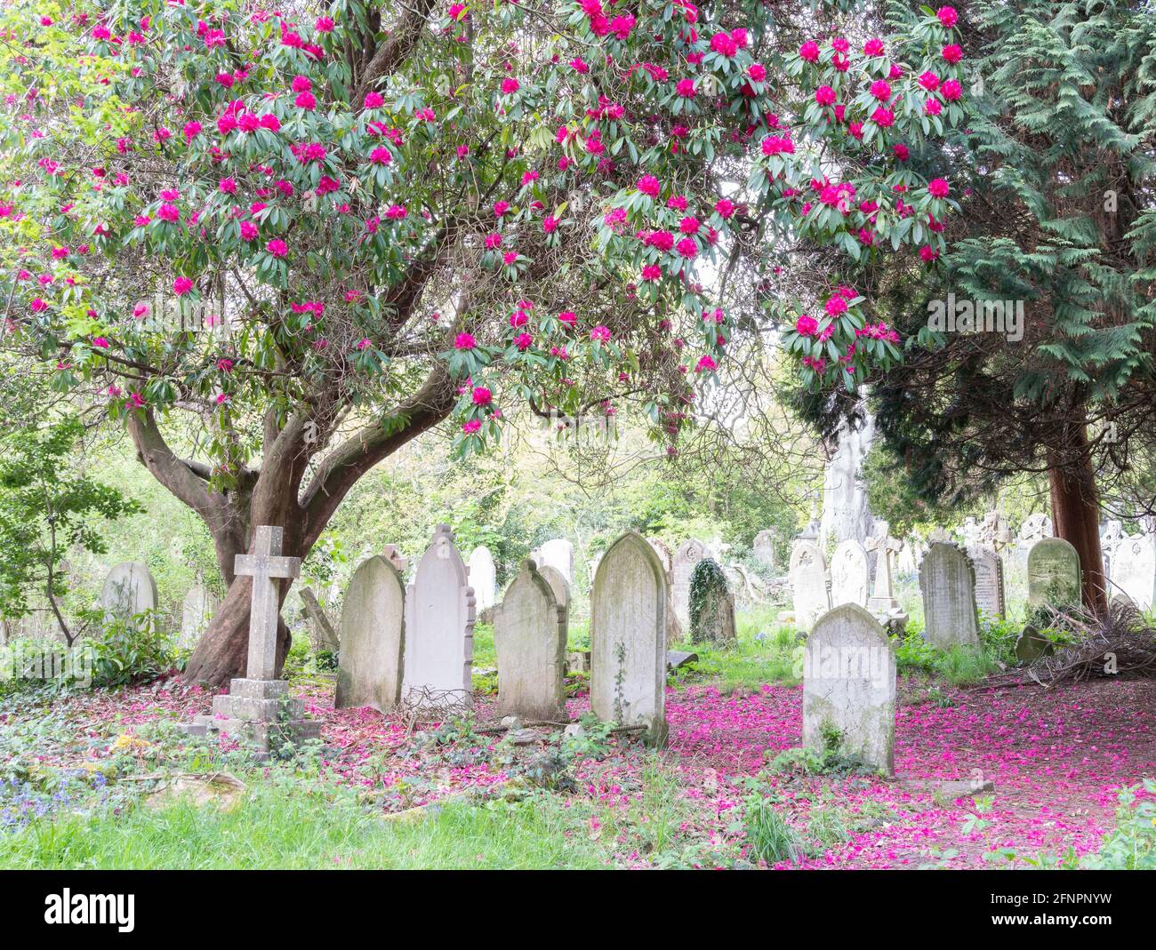 Pink rhododendron and fallen petals in Southampton Old Cemetery Stock ...