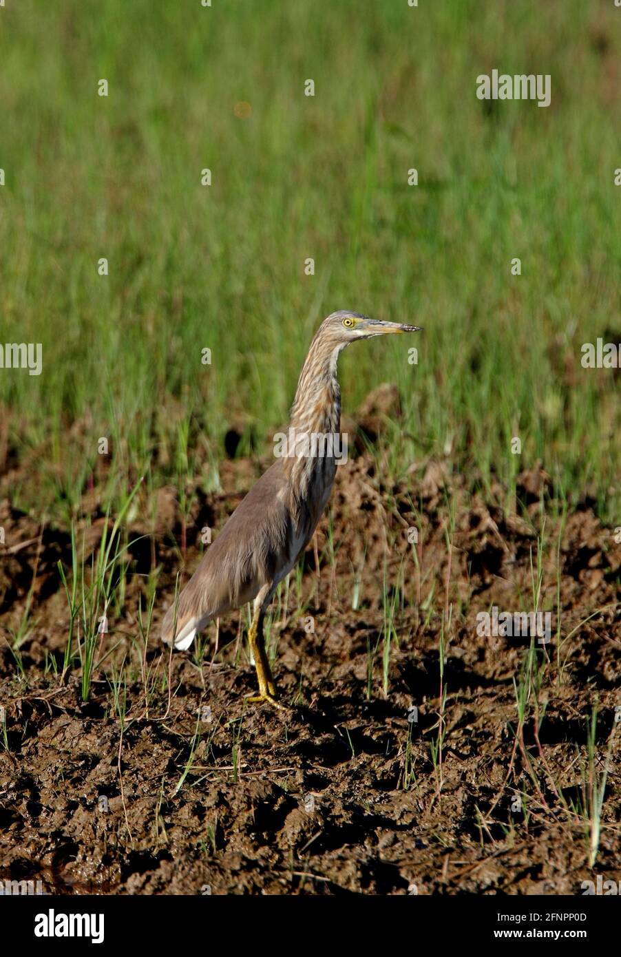 Chinese Pond-heron (Ardeola bacchus) winter plumage bird in paddyfield ...