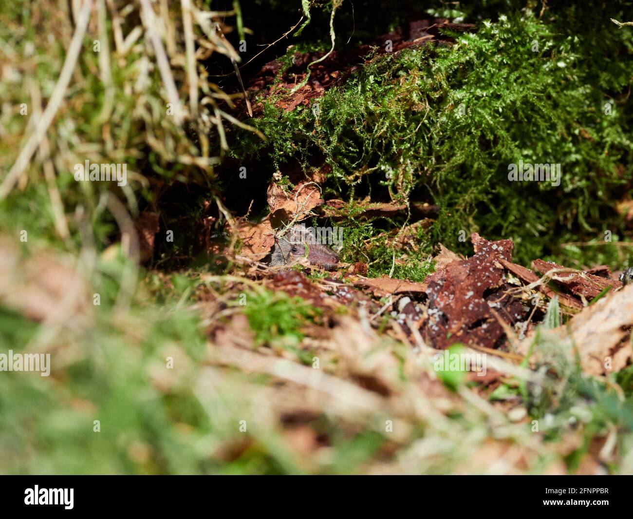 Common/Eurasian shrew (Sorex araneus) in the forest, Inverness-shire ...