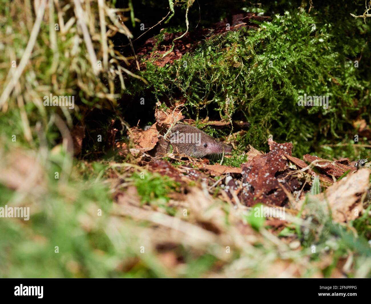 Common/Eurasian shrew (Sorex araneus) in the forest, Inverness-shire ...