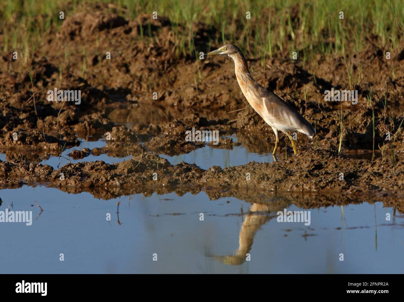 Chinese Pond-heron (Ardeola bacchus) winter plumage bird in paddyfield ...