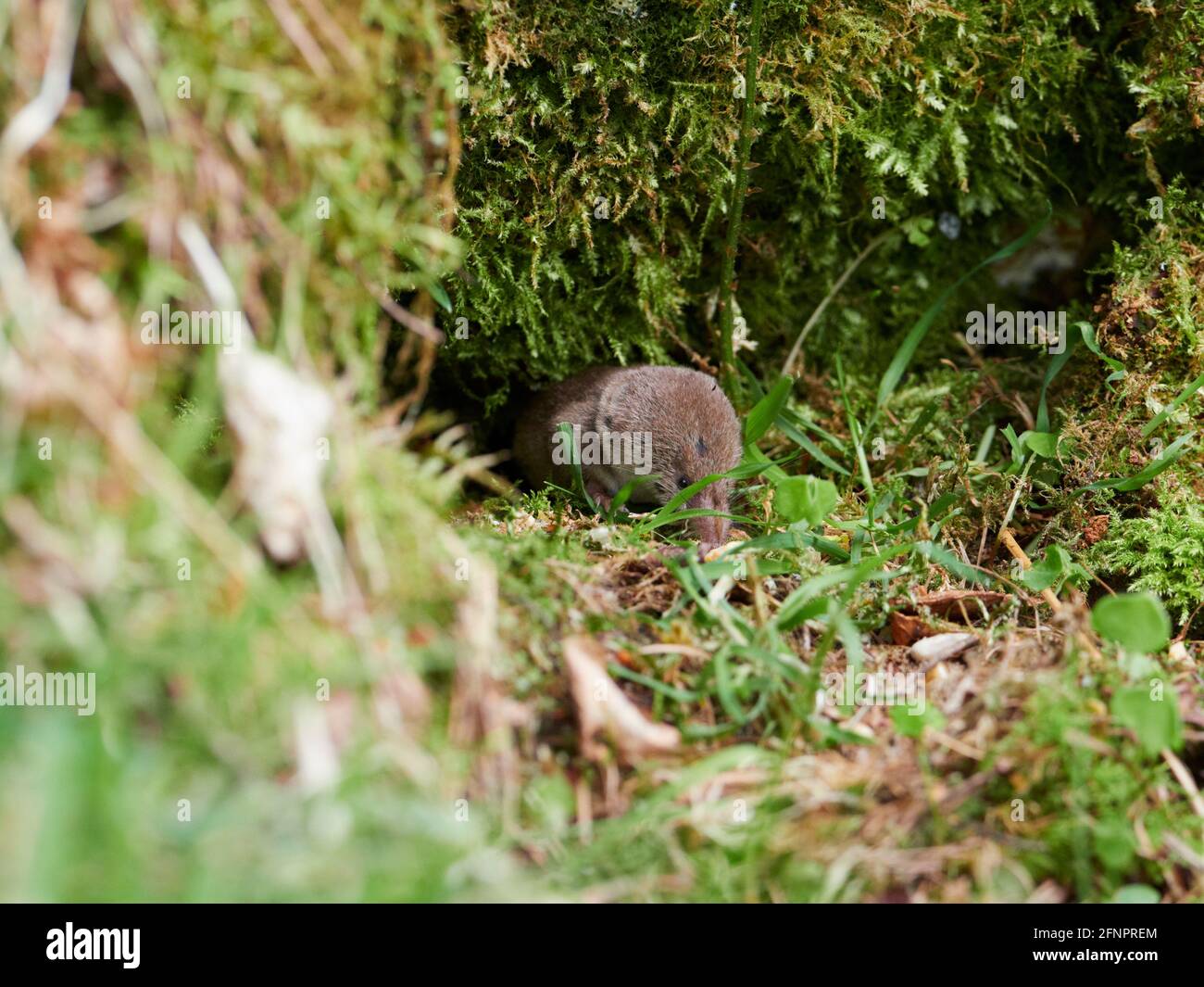 Common/Eurasian shrew (Sorex araneus) in the forest, Inverness-shire ...