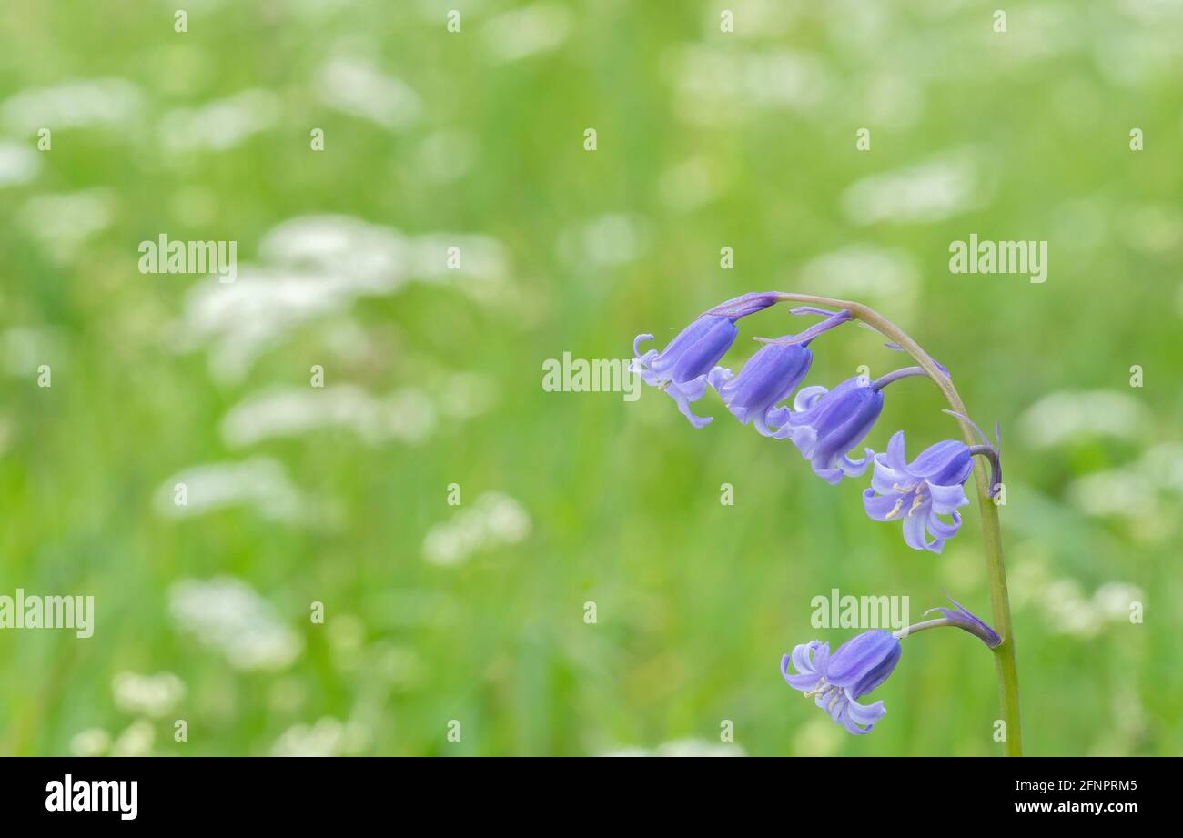 A single bluebell in a field Stock Photo - Alamy