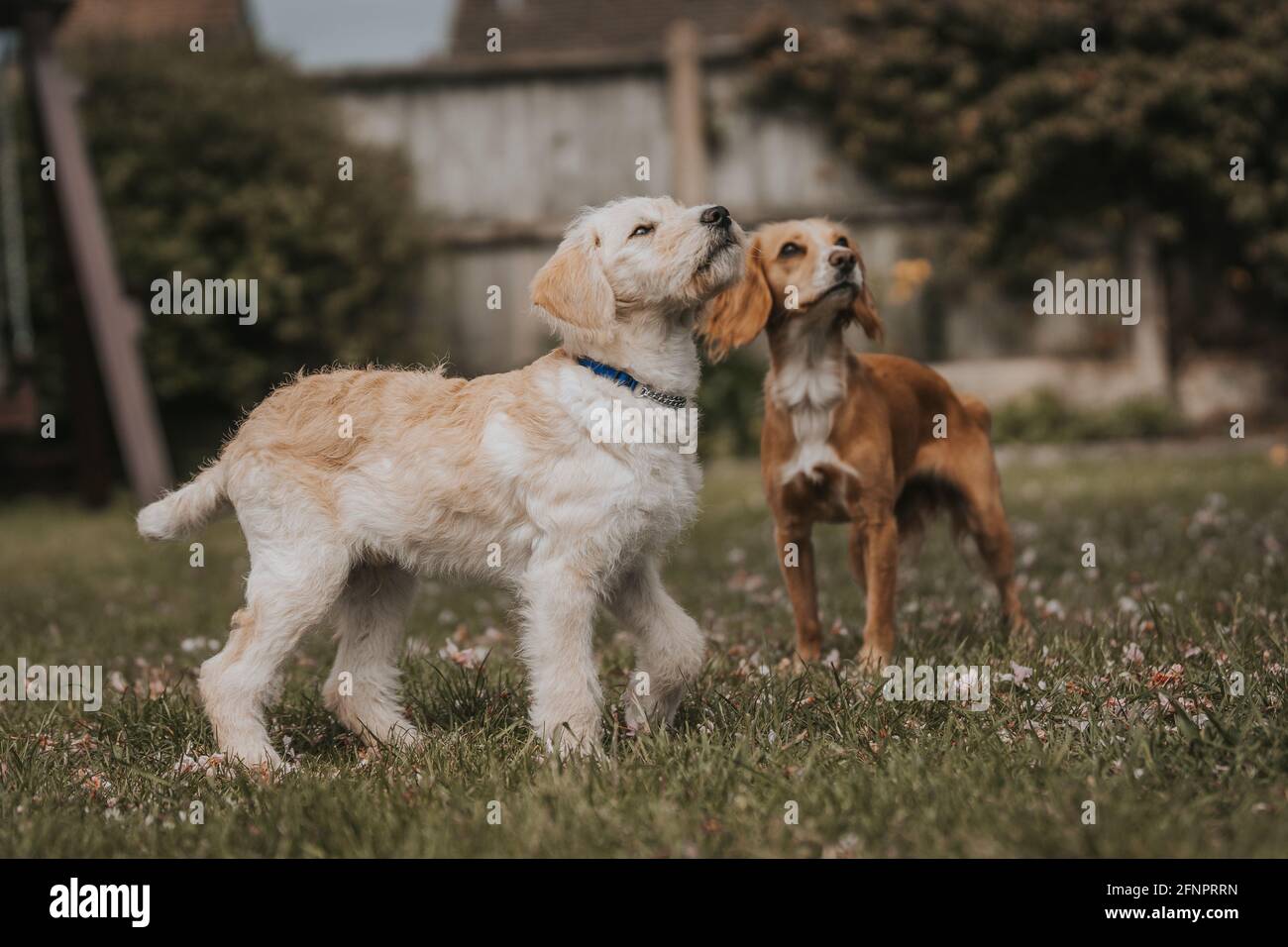 Two cute puppies playing together, a Cocker Spaniel and a Labrador ...