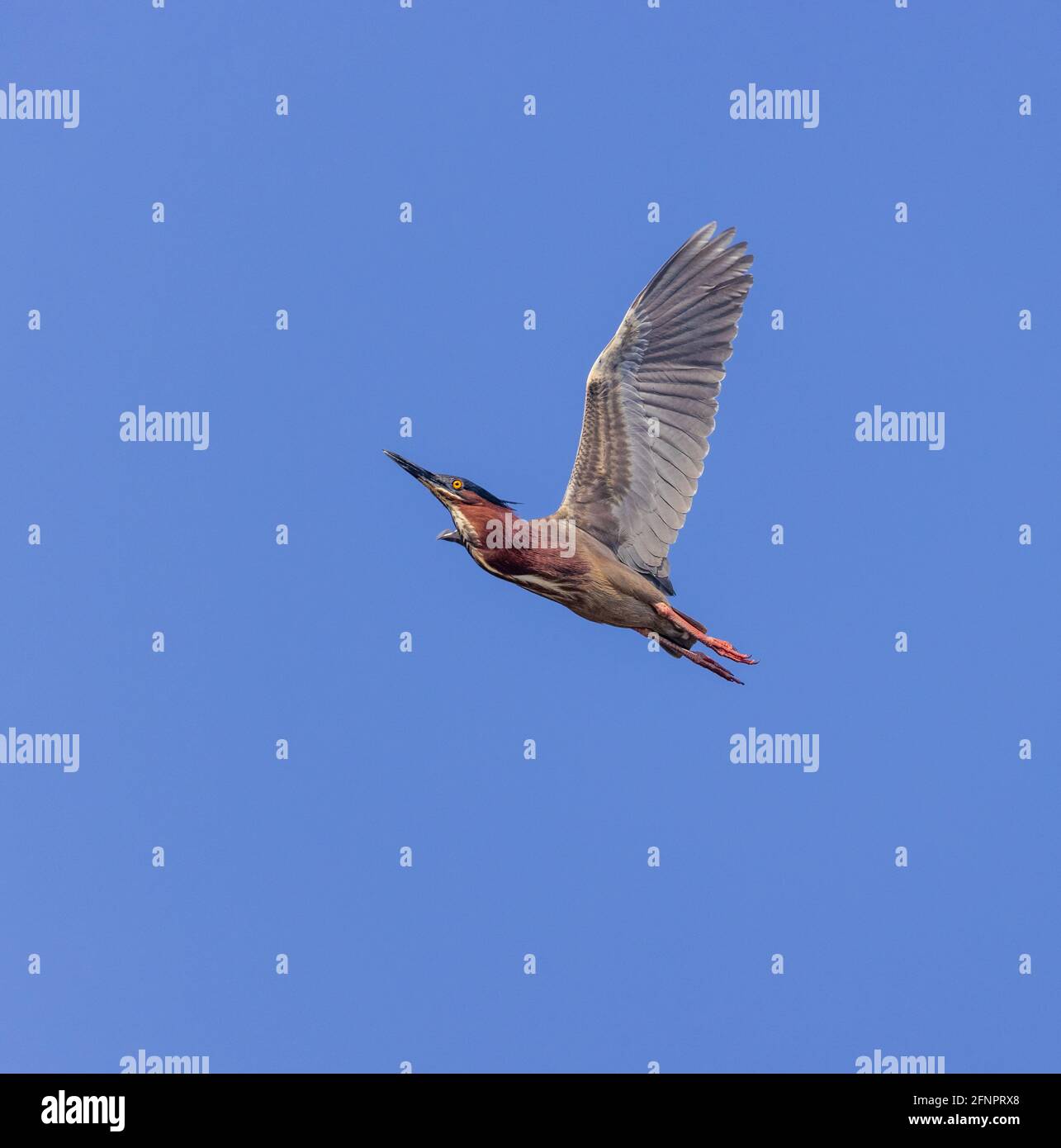 Flying green heron hi-res stock photography and images - Alamy