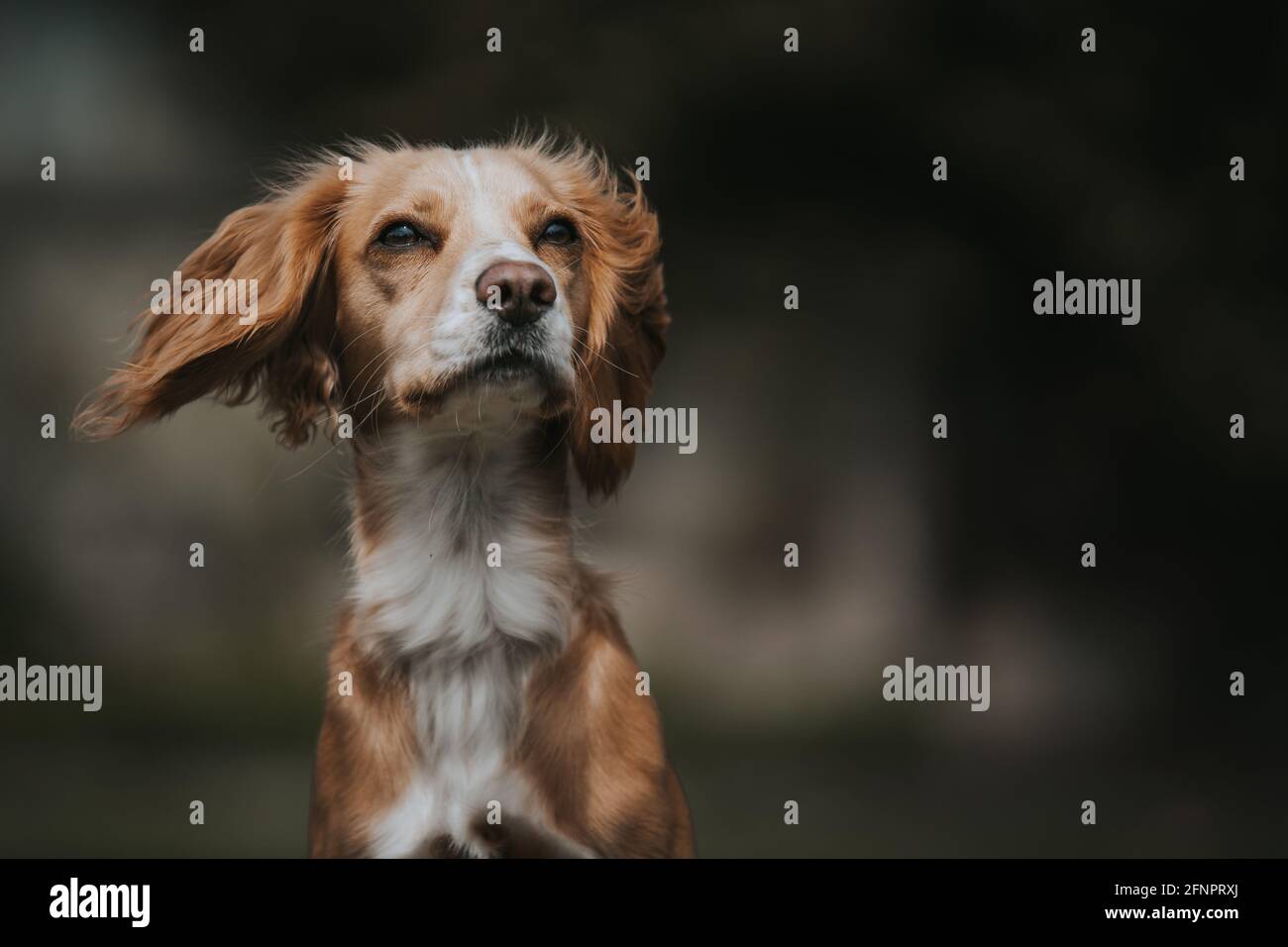 Cocker Spaniel Head Portrait Stock Photo - Alamy