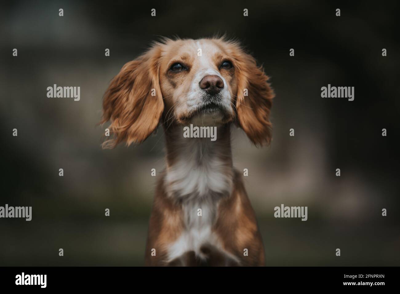Cocker Spaniel close up headshot Stock Photo - Alamy