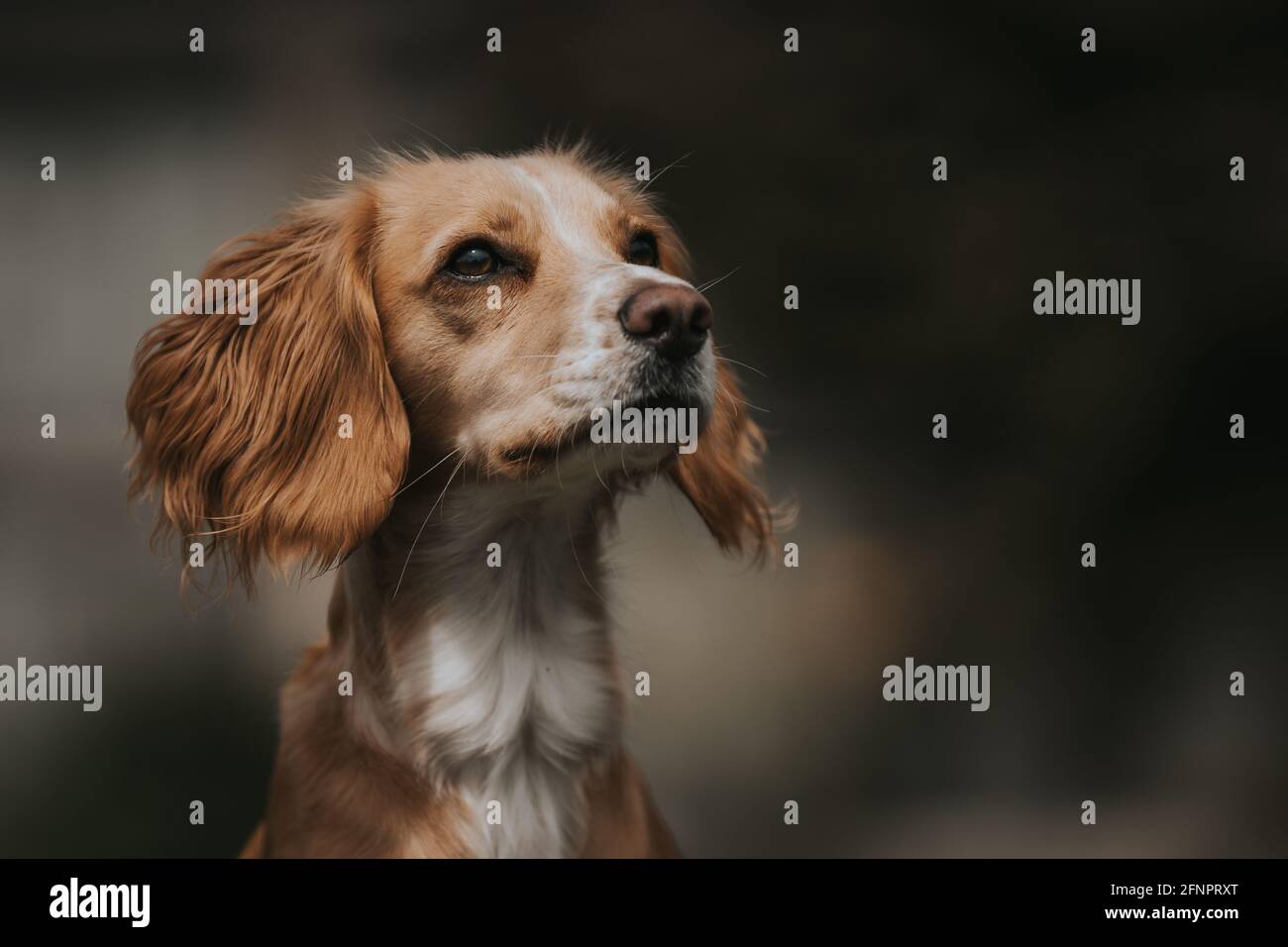 Cocker Spaniel close up headshot Stock Photo - Alamy