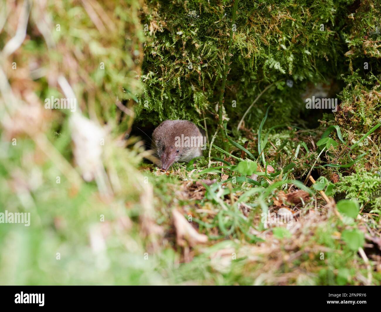 British shrews hi-res stock photography and images - Alamy