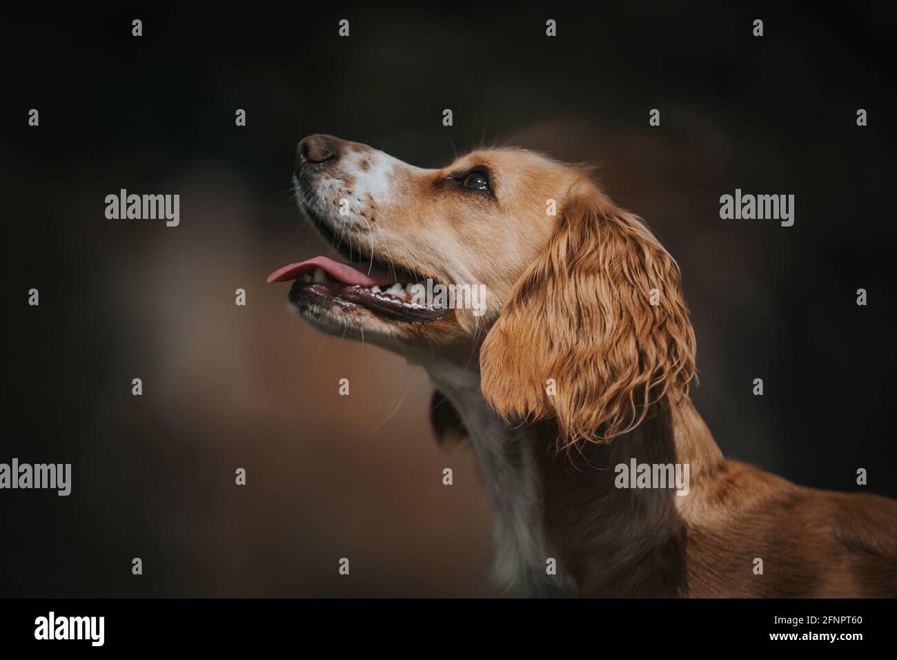 Cocker Spaniel alert and looking up Stock Photo - Alamy