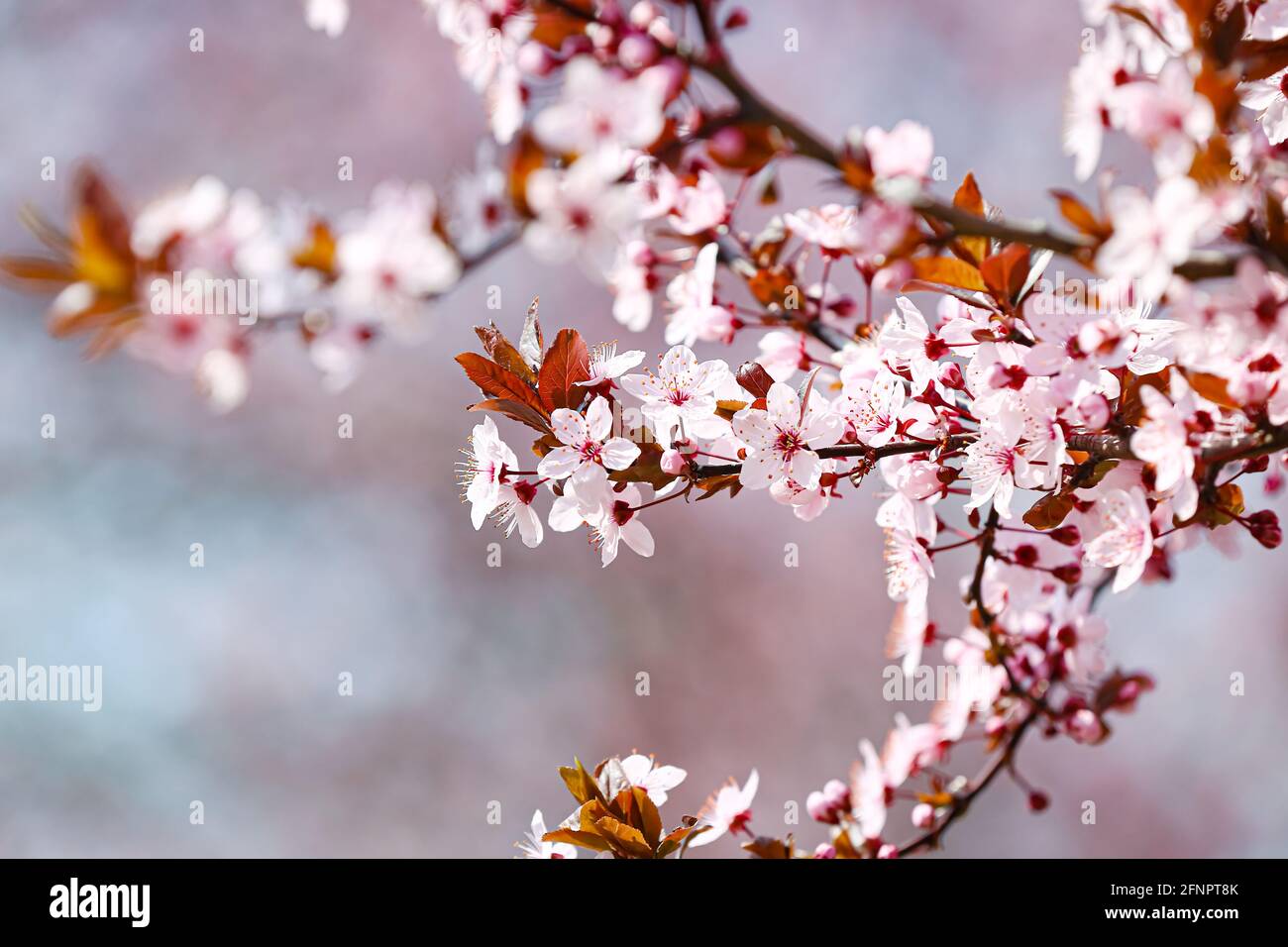 Beautiful blossoming tree branches outdoors, closeup Stock Photo - Alamy