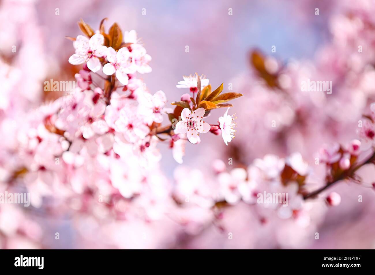 Beautiful blossoming tree branches on sky background, closeup Stock ...