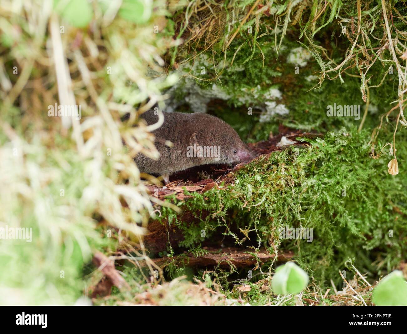Common/Eurasian shrew (Sorex araneus) in the forest, Inverness-shire ...