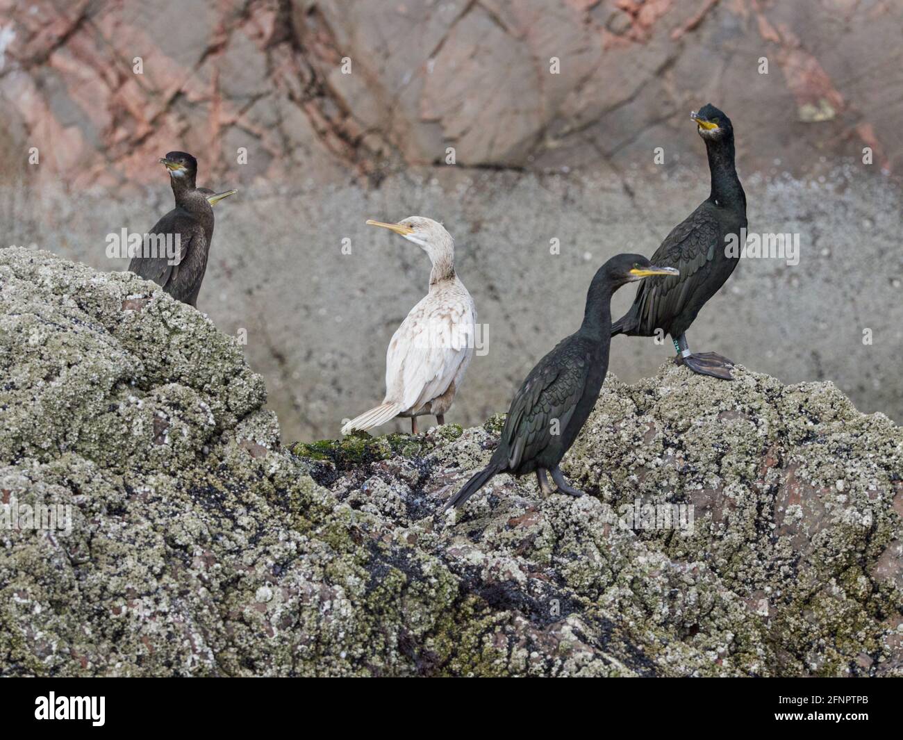 European shags hi-res stock photography and images - Alamy